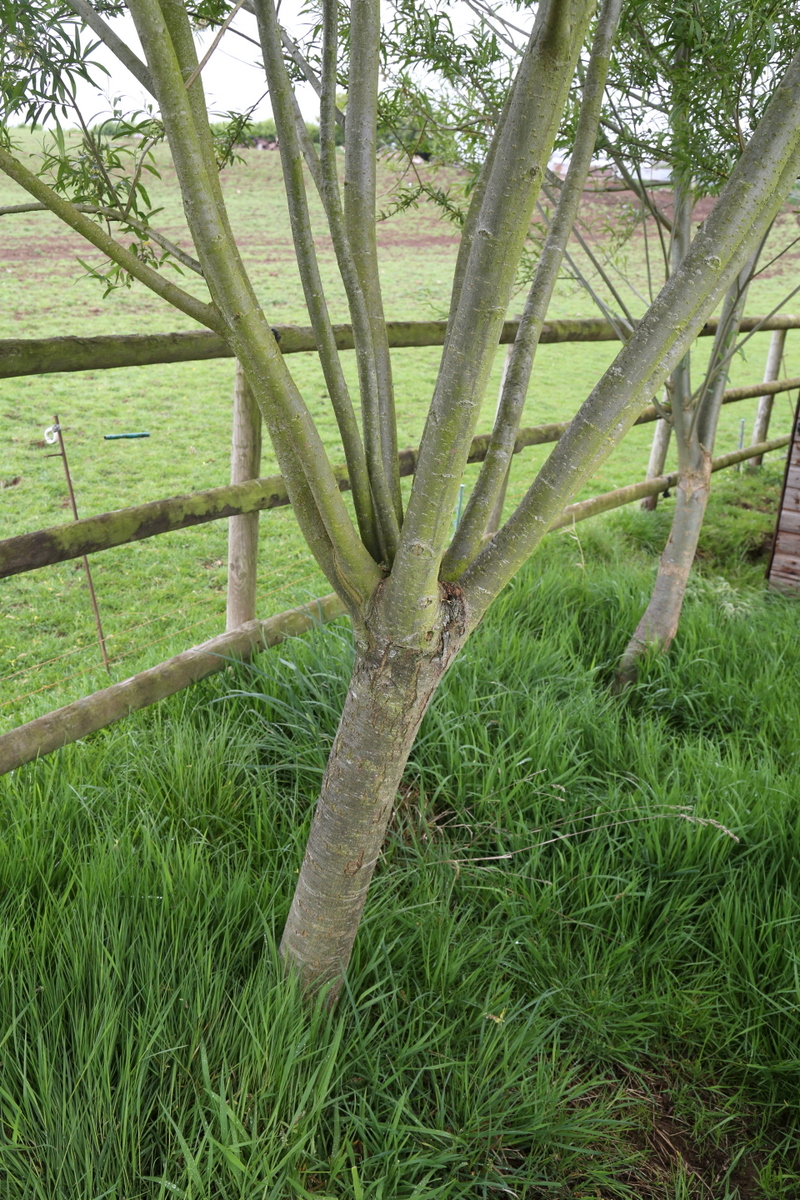 Heritage House | Growing willow for biomass at home
