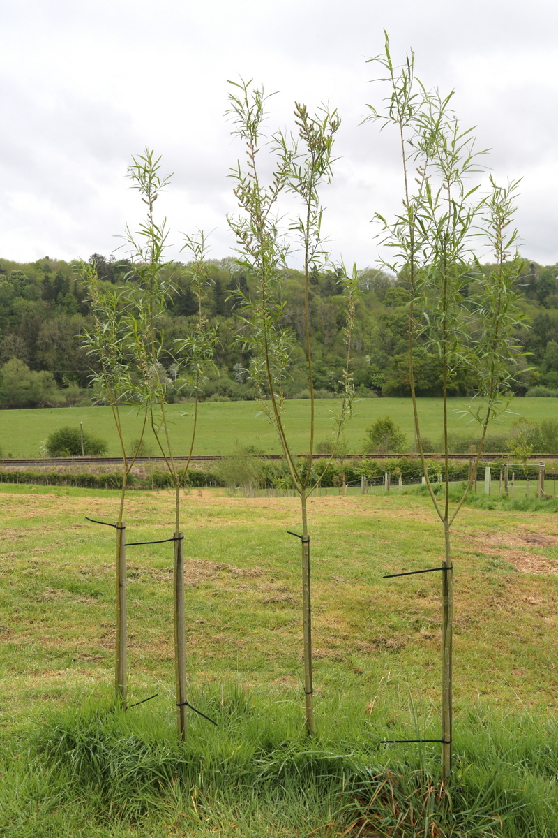 Heritage House | Growing willow for biomass at home